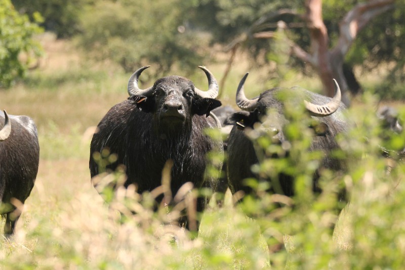 Great Bustard - Watatunga | Holidays In Norfolk