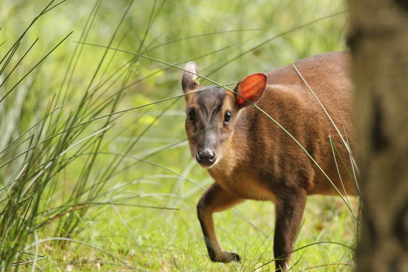 White lipped deer - Watatunga | Holidays in Norfolk