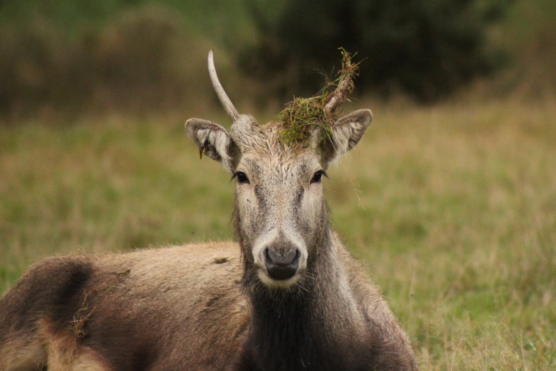 Safari in Norfolk | Watatunga Wildlife Reserve | Kings Lynn