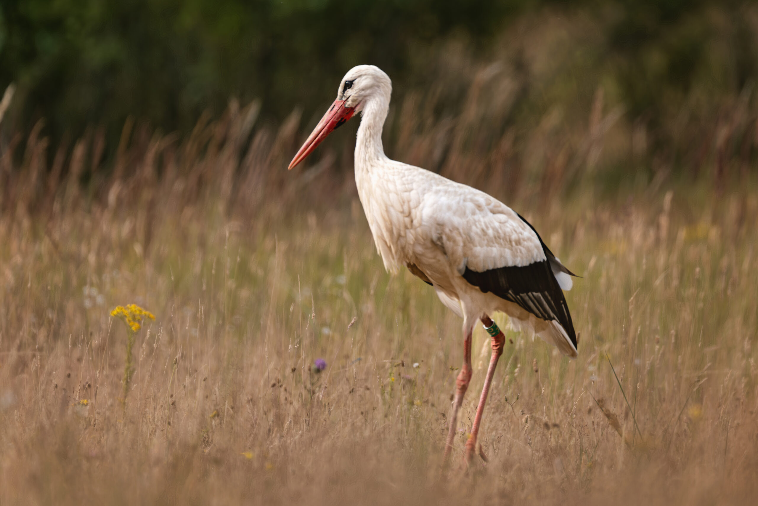 Calling All Photographers! - Watatunga | Holidays In Norfolk