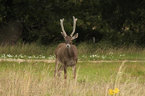 Conservation | Watatunga Wildlife Reserve | Norfolk